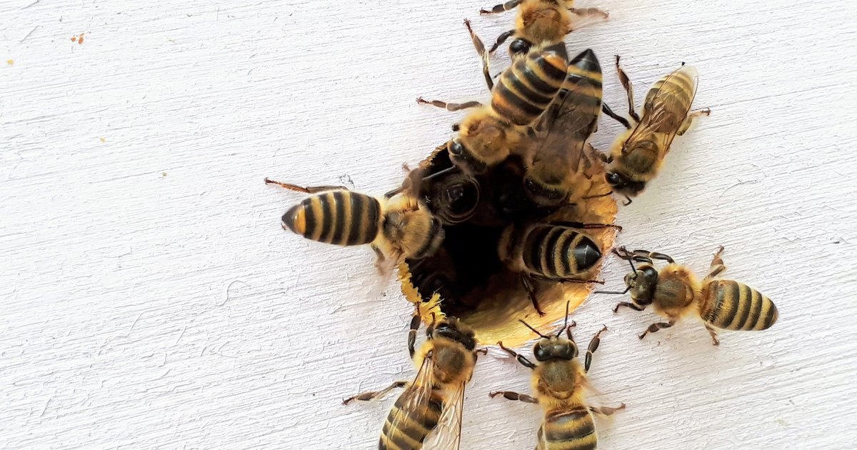 The Conception of "The Babylon Bee" | MediaVillage