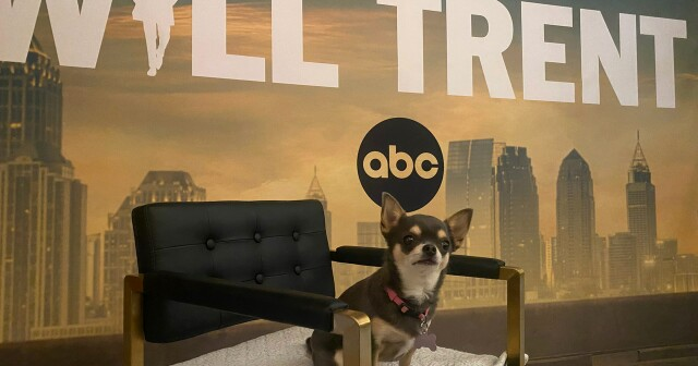 ABC and Freeform at TCA: Betty the Chihuahua of "Will Trent" Steals the ...