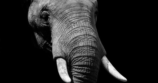 The Elephant That Was | MediaVillage