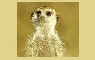 Jackson Merritt | MediaVillage